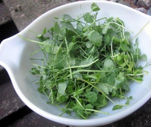 Stir-Fried Pea Shoots - Eat | Drink | Breathe