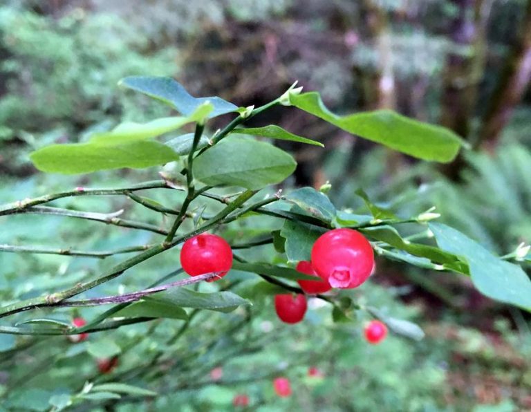 Red Huckleberries - Eat | Drink | Breathe